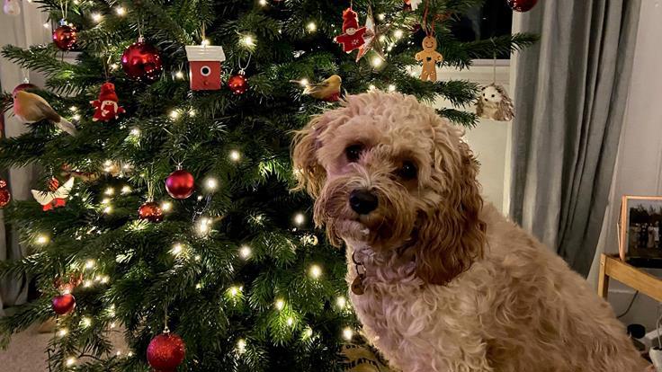 Chris Forbes Christmas Show (WIP) - The Stand Comedy Club